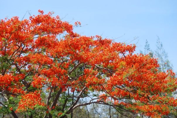 GMIT LAHAIROI TUAKSABU LASIANA BARAT: Bunga SEPE tanda NATAL suu dekat ...